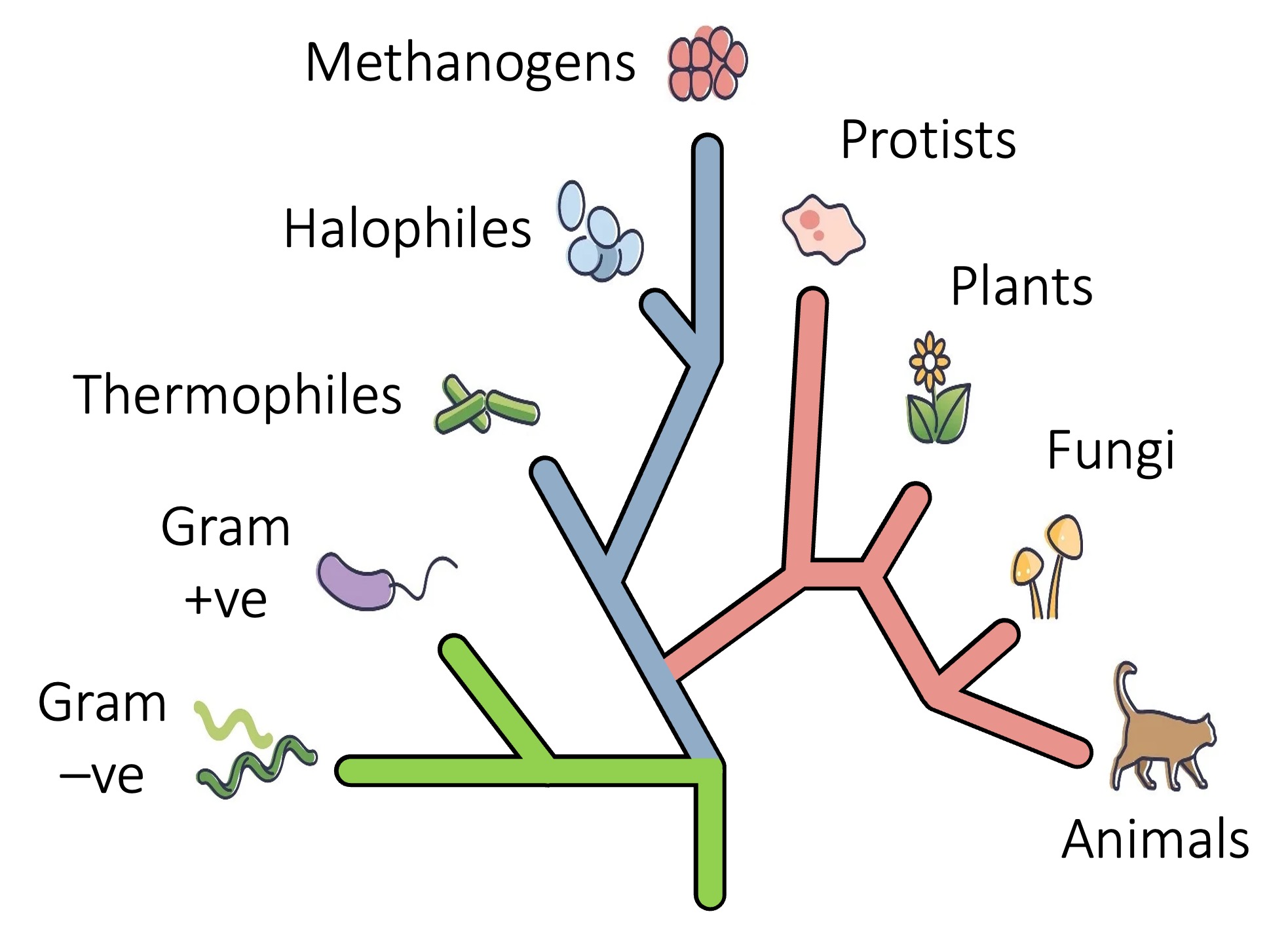 Phylogenetics